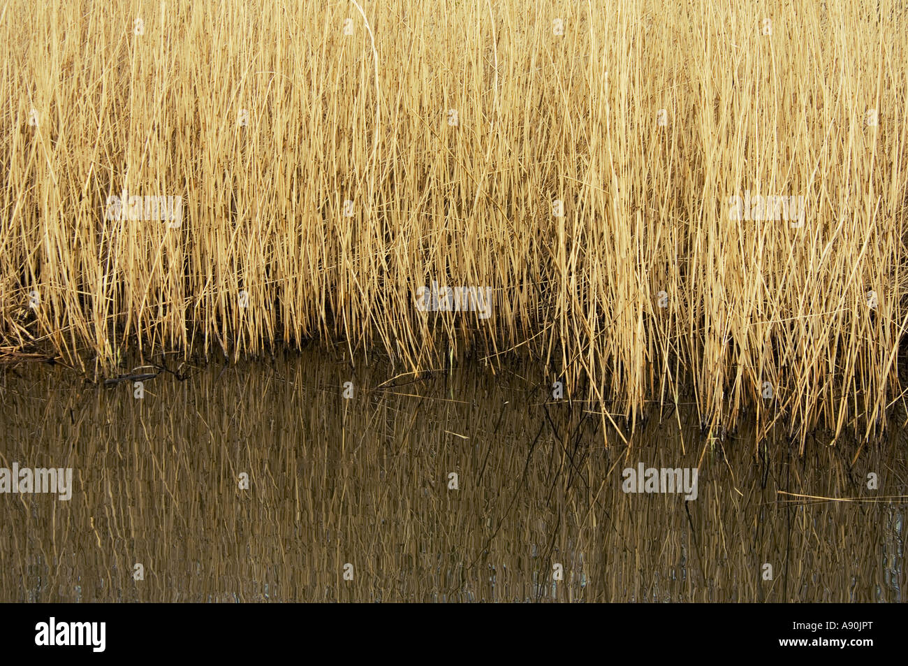 reed beds on a waterway Stock Photo - Alamy