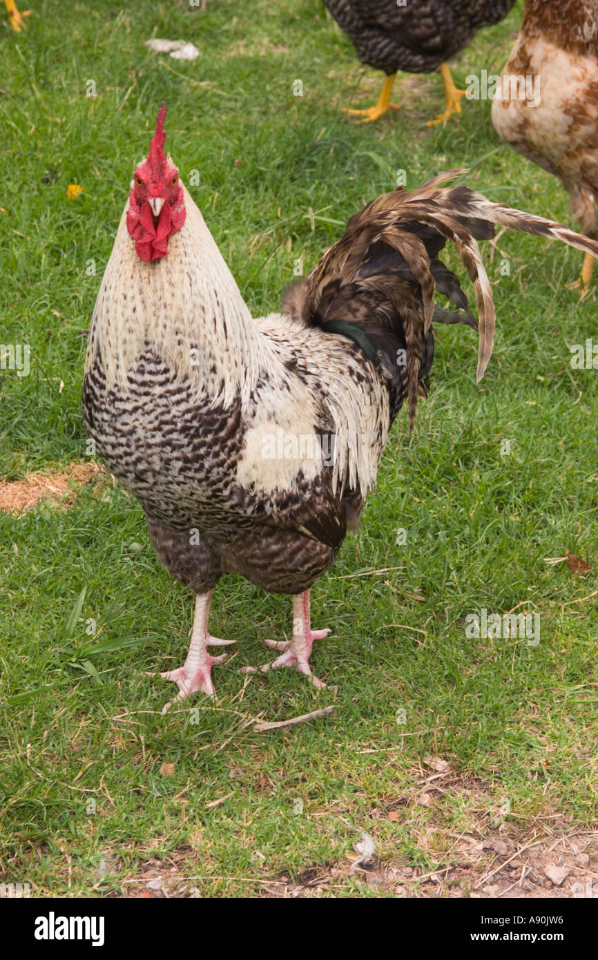 Farm Rooster