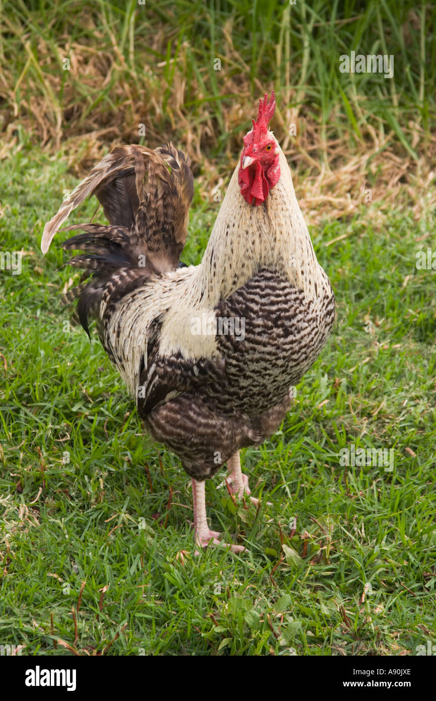 Free Range Farm Rooster Barred Rock Stock Photo - Alamy