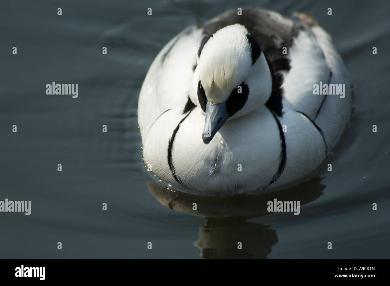 male Smew duck Stock Photo - Alamy