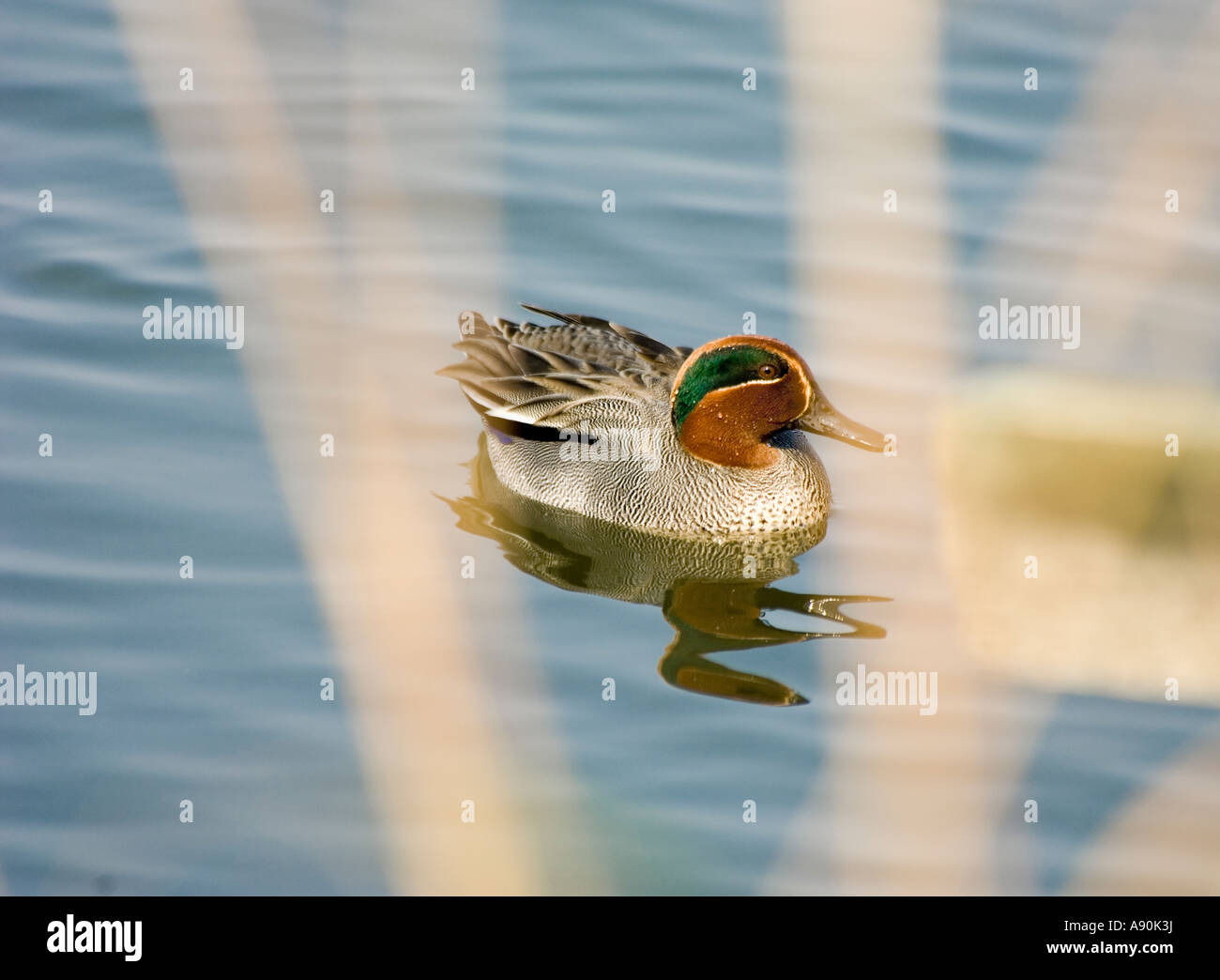 male Teal duck Stock Photo - Alamy
