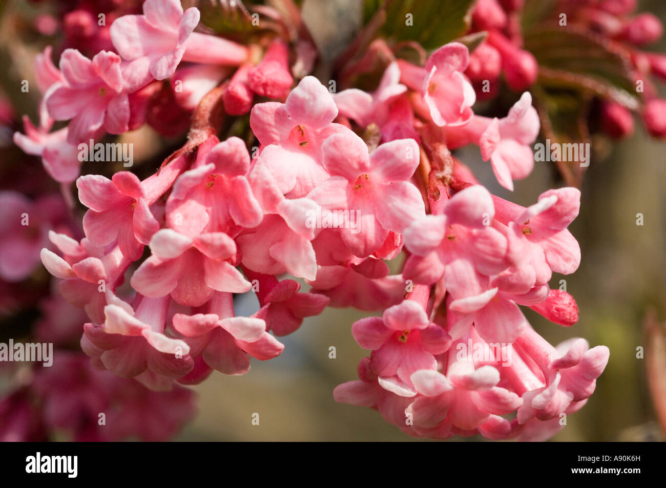 Viburnum fragrans blossom in early spring Stock Photo - Alamy
