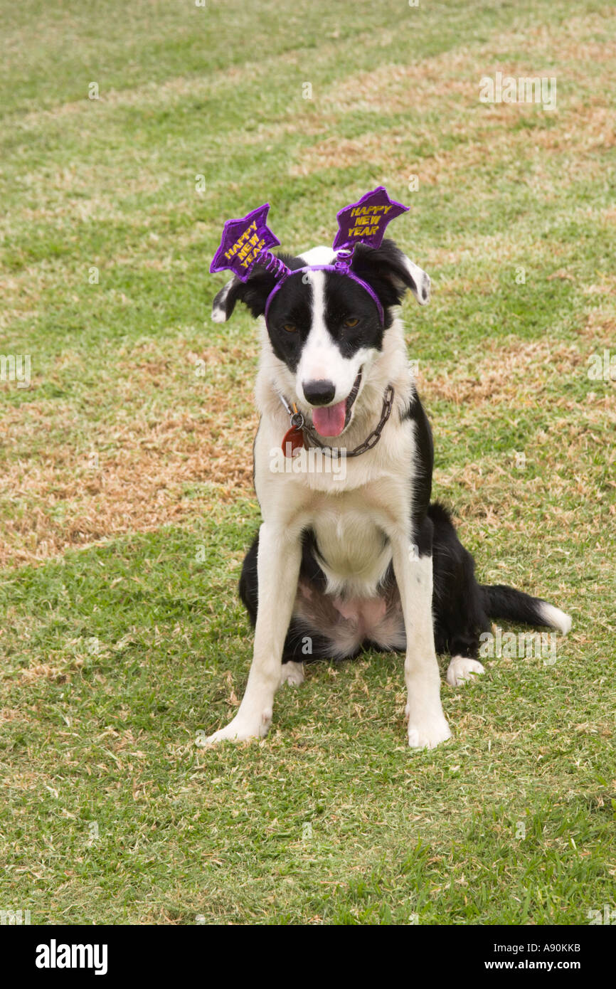 Farm dogs hi-res stock photography and images - Alamy
