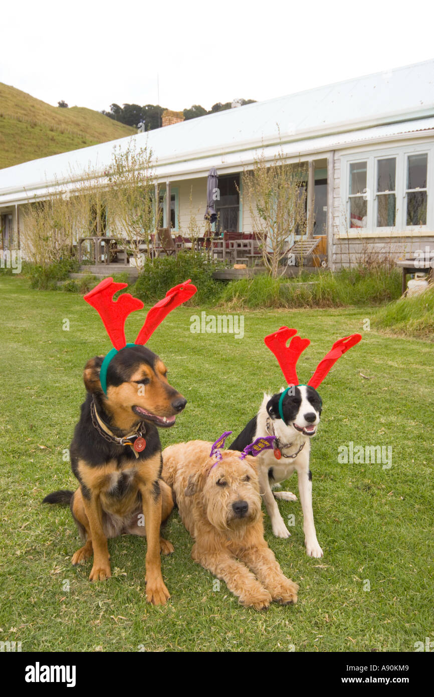 New zealand waiheke island farm hi-res stock photography and images - Alamy