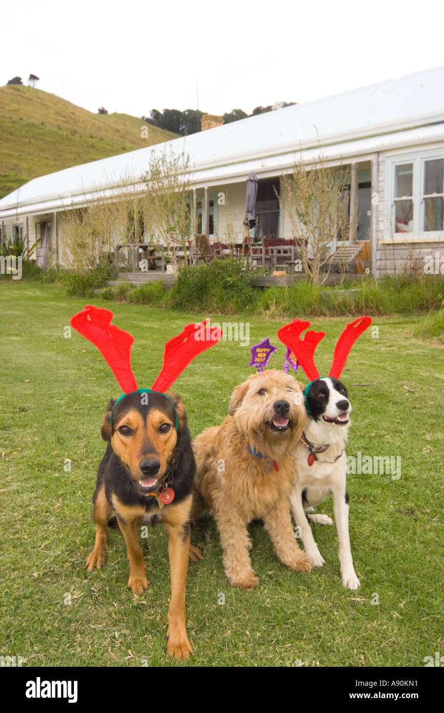 New Zealand Waiheke Island Farm dogs Stock Photo - Alamy
