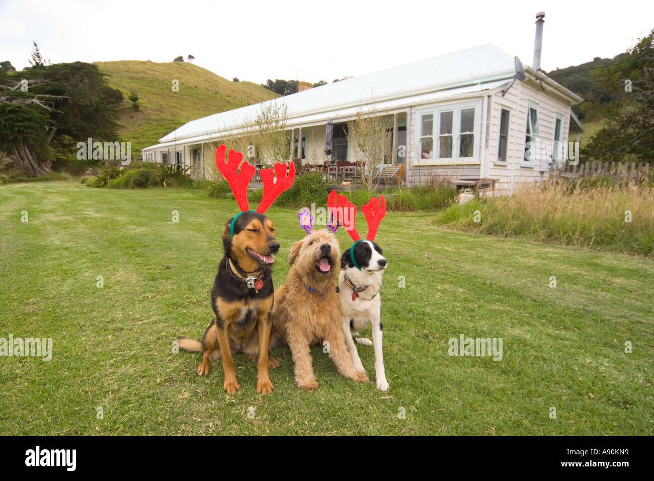 New Zealand Waiheke Island Farm dogs Stock Photo - Alamy