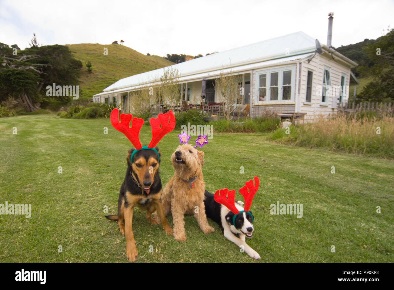 New Zealand Waiheke Island Farm dogs Stock Photo - Alamy