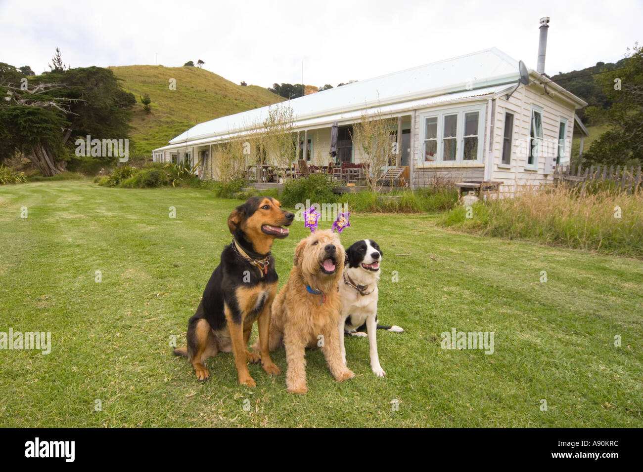 New Zealand Waiheke Island Farm dogs Stock Photo - Alamy