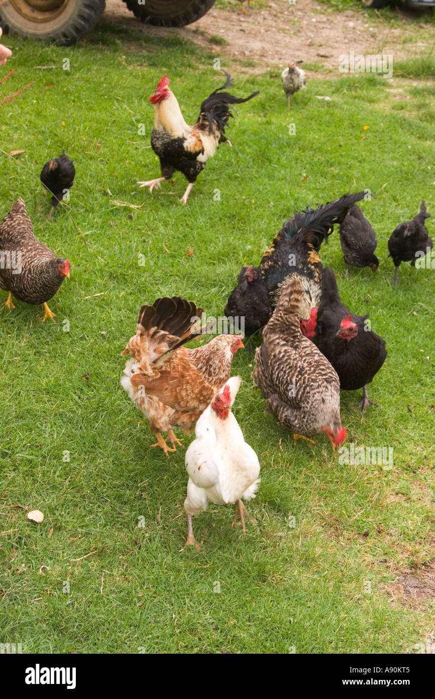 Free Range Farm chickens Stock Photo - Alamy