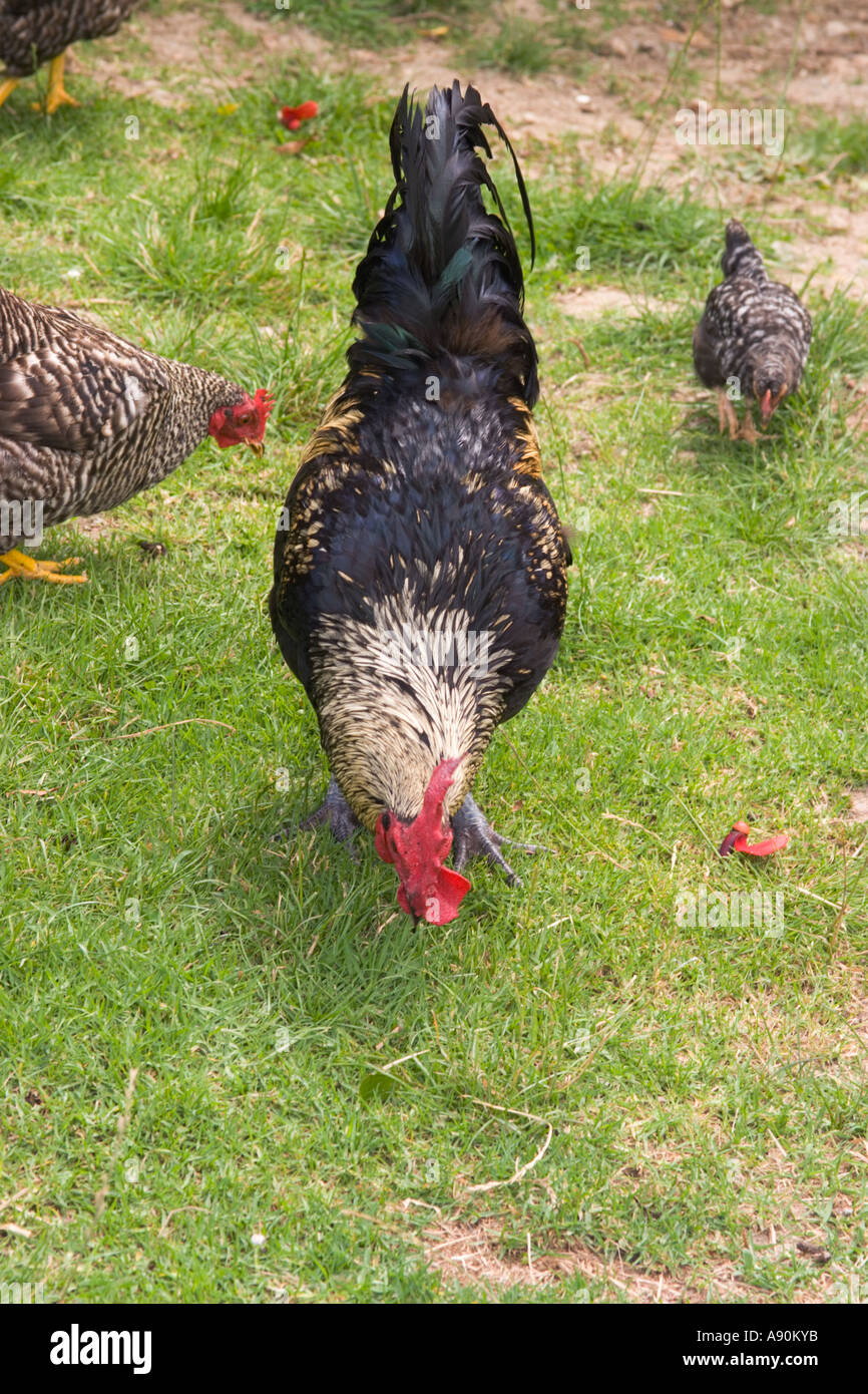 Brown shaver chicken hi-res stock photography and images - Alamy