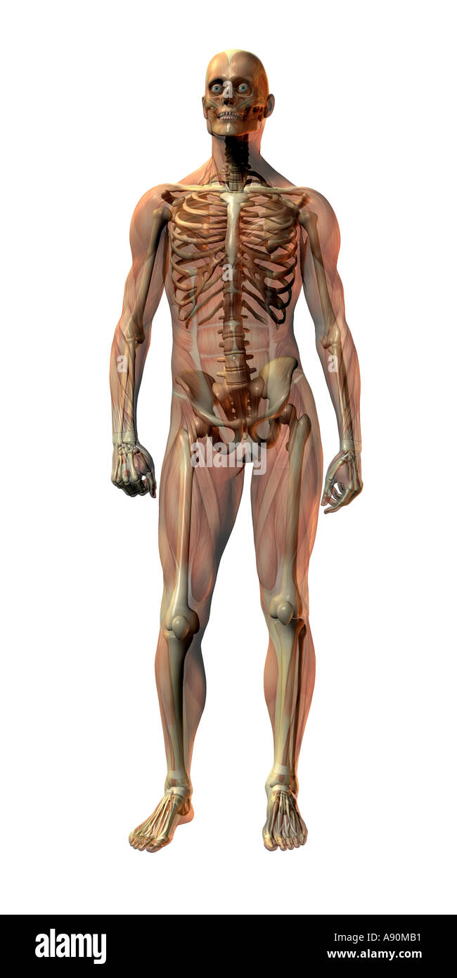 skeleton with transparency muscles Stock Photo - Alamy