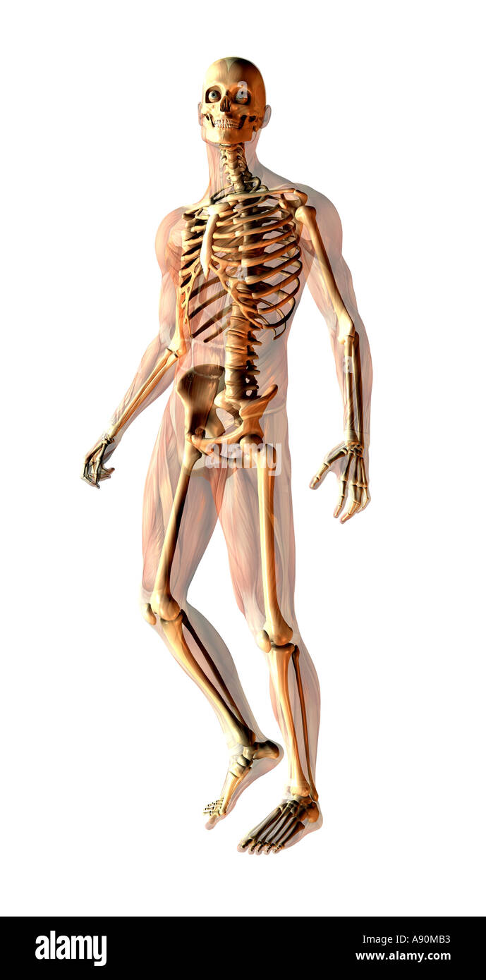 Human Skeleton With Muscles