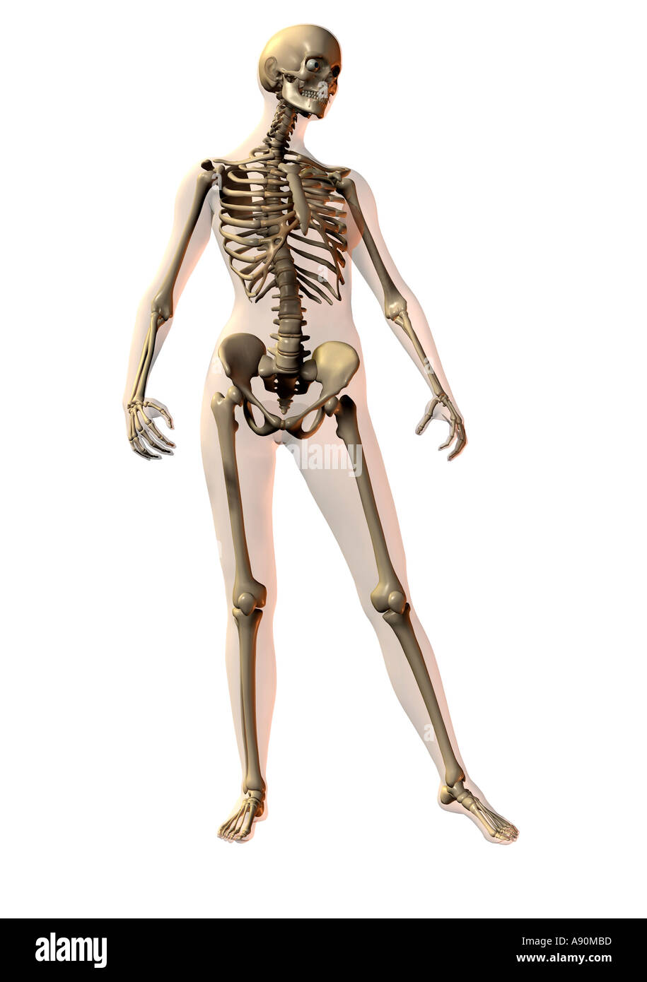 skeleton with transparency body Stock Photo - Alamy
