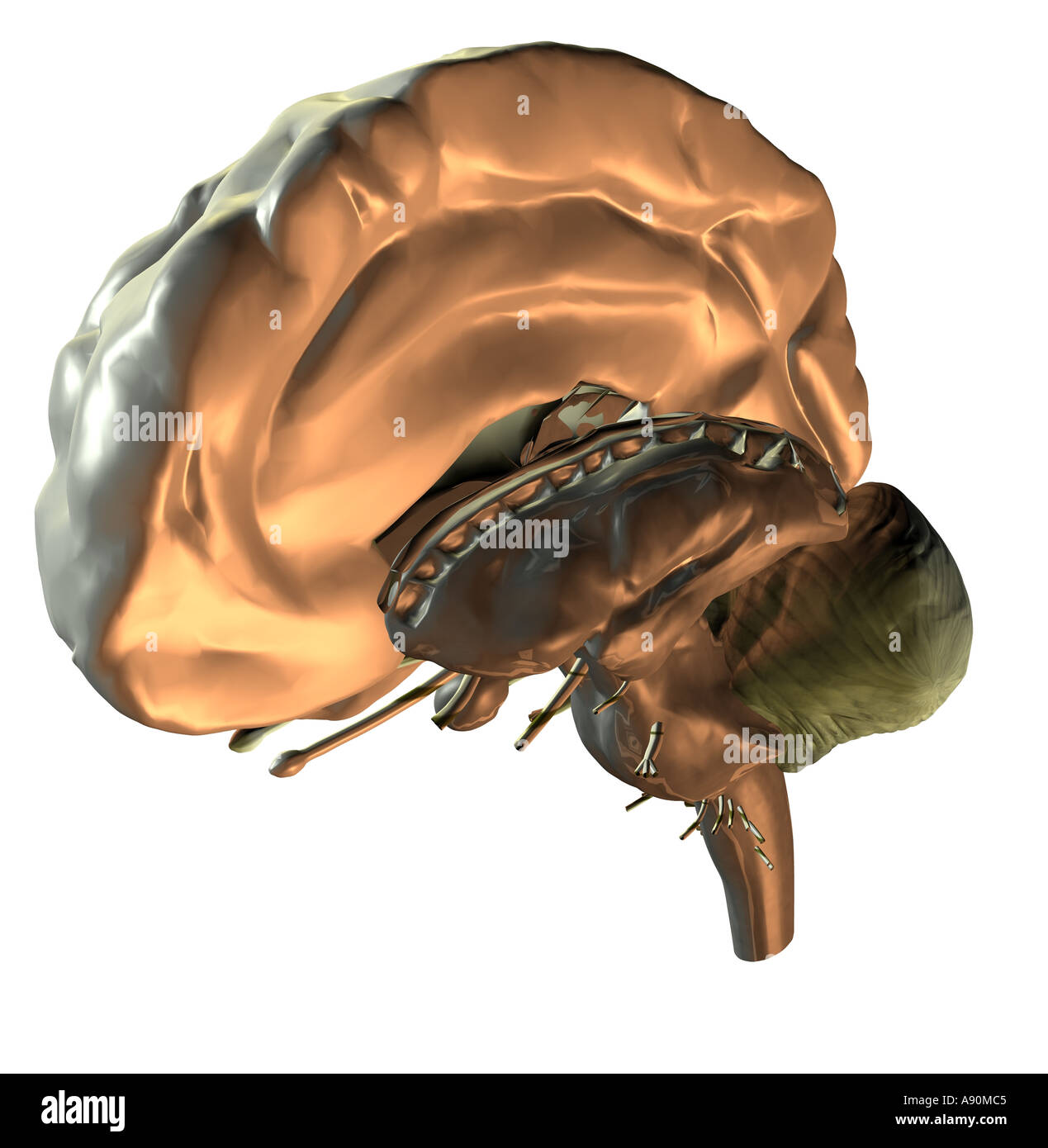 Medical illustrations of brains hi-res stock photography and images - Alamy