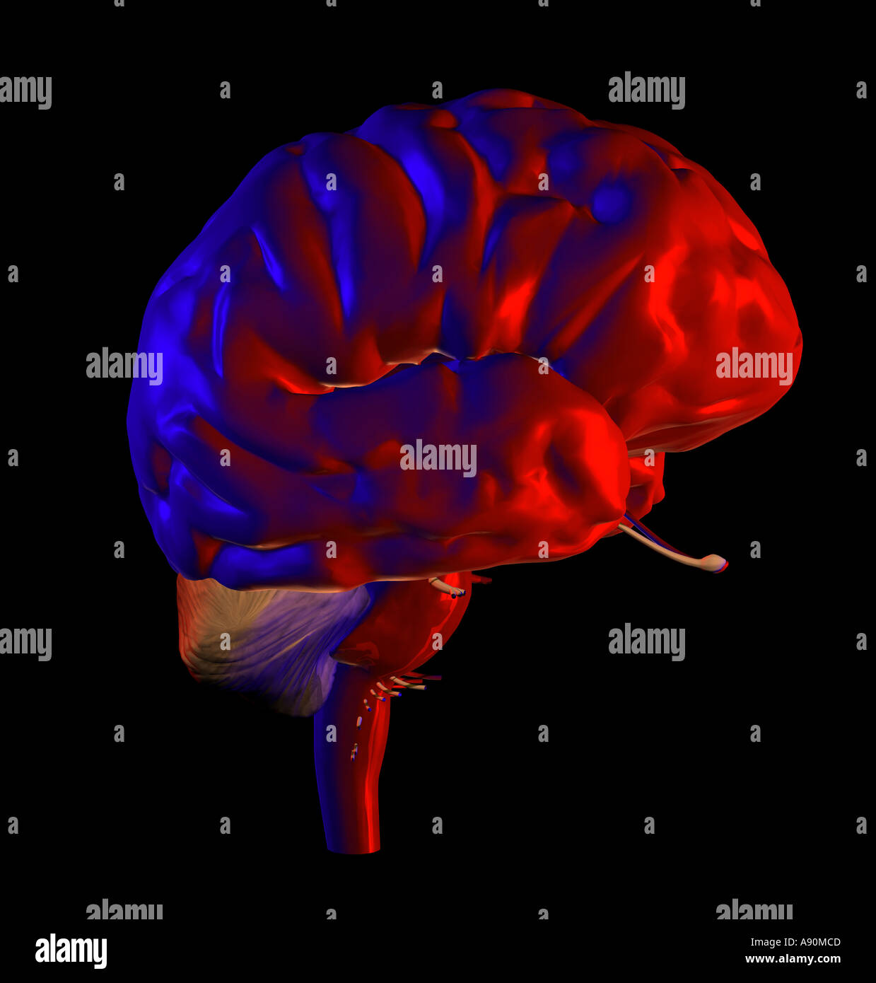 Brain and cns head hi-res stock photography and images - Alamy