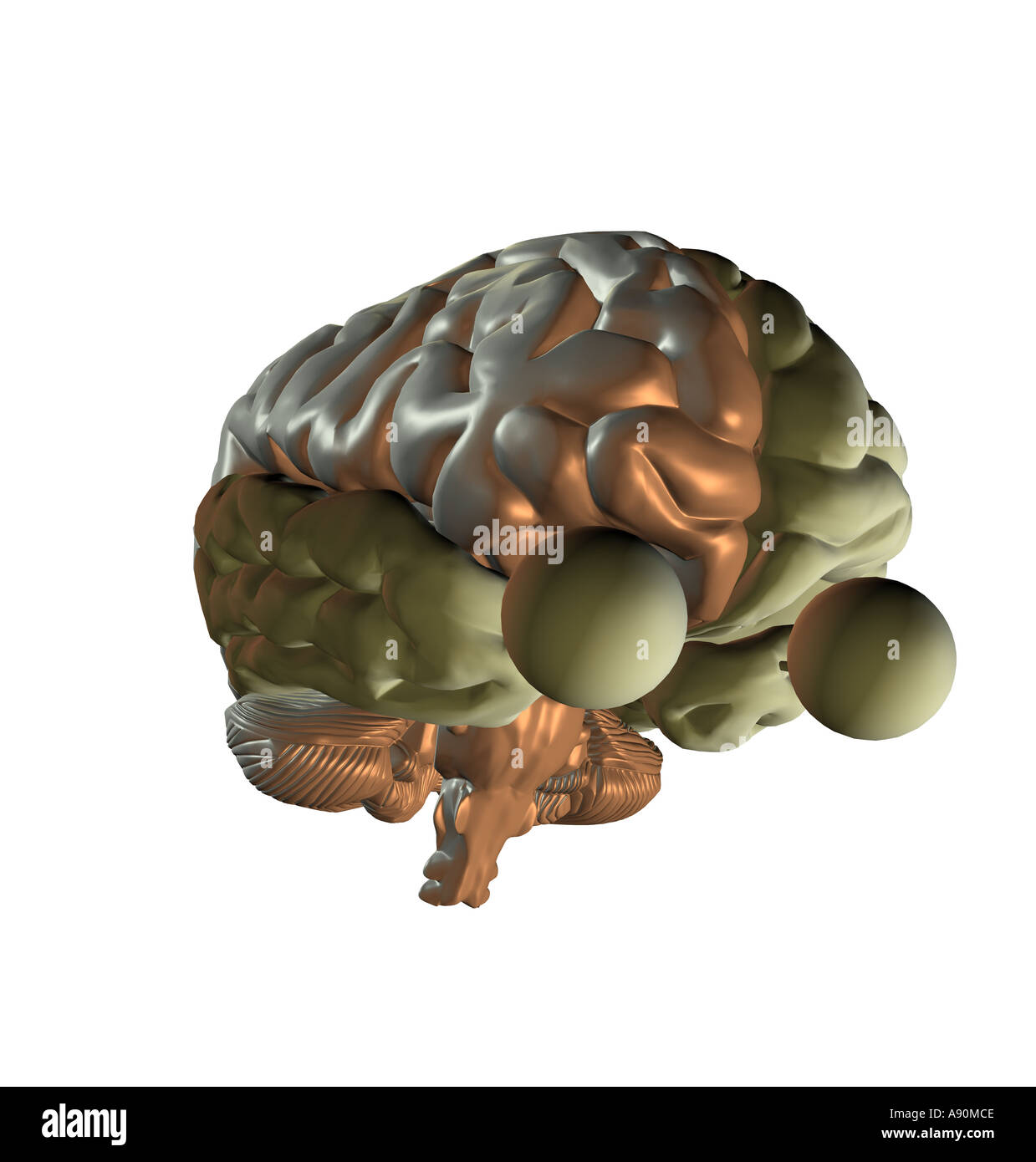 Medical illustrations of brains hi-res stock photography and images - Alamy