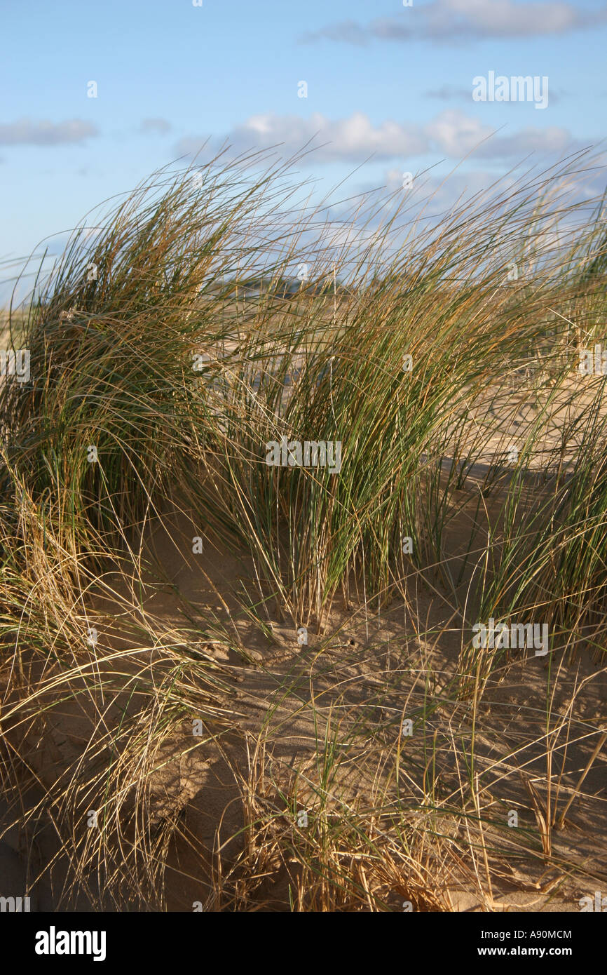 Marham grass norfolk hi-res stock photography and images - Alamy