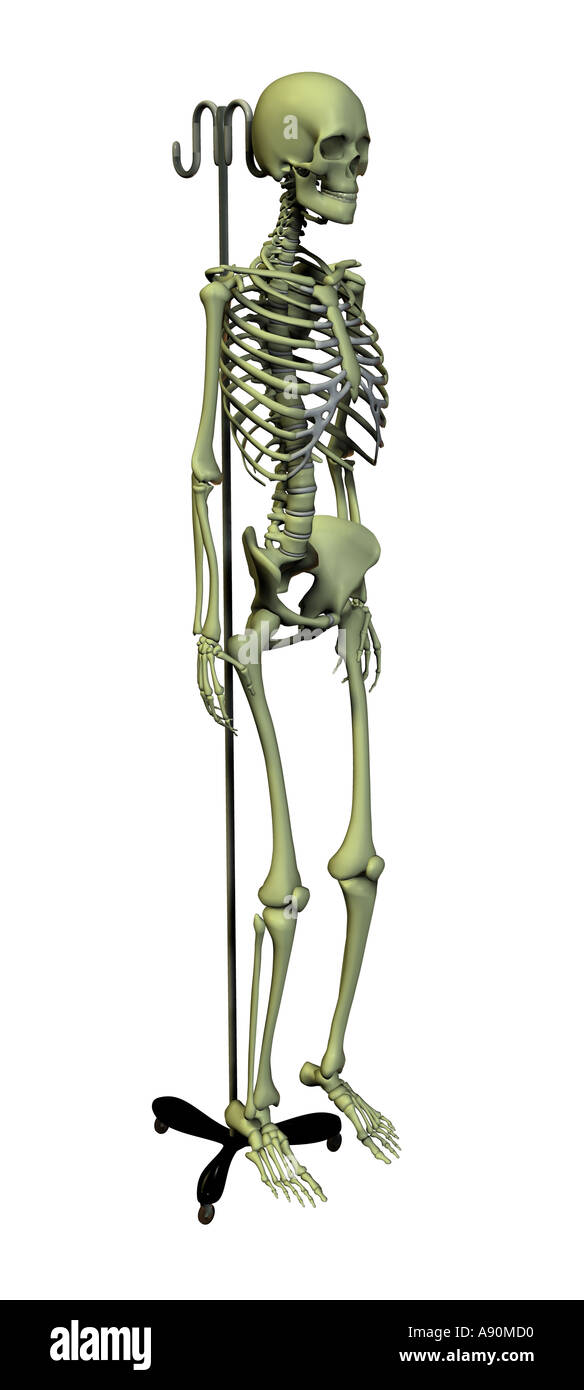 Medical skeleton stand hi-res stock photography and images - Alamy