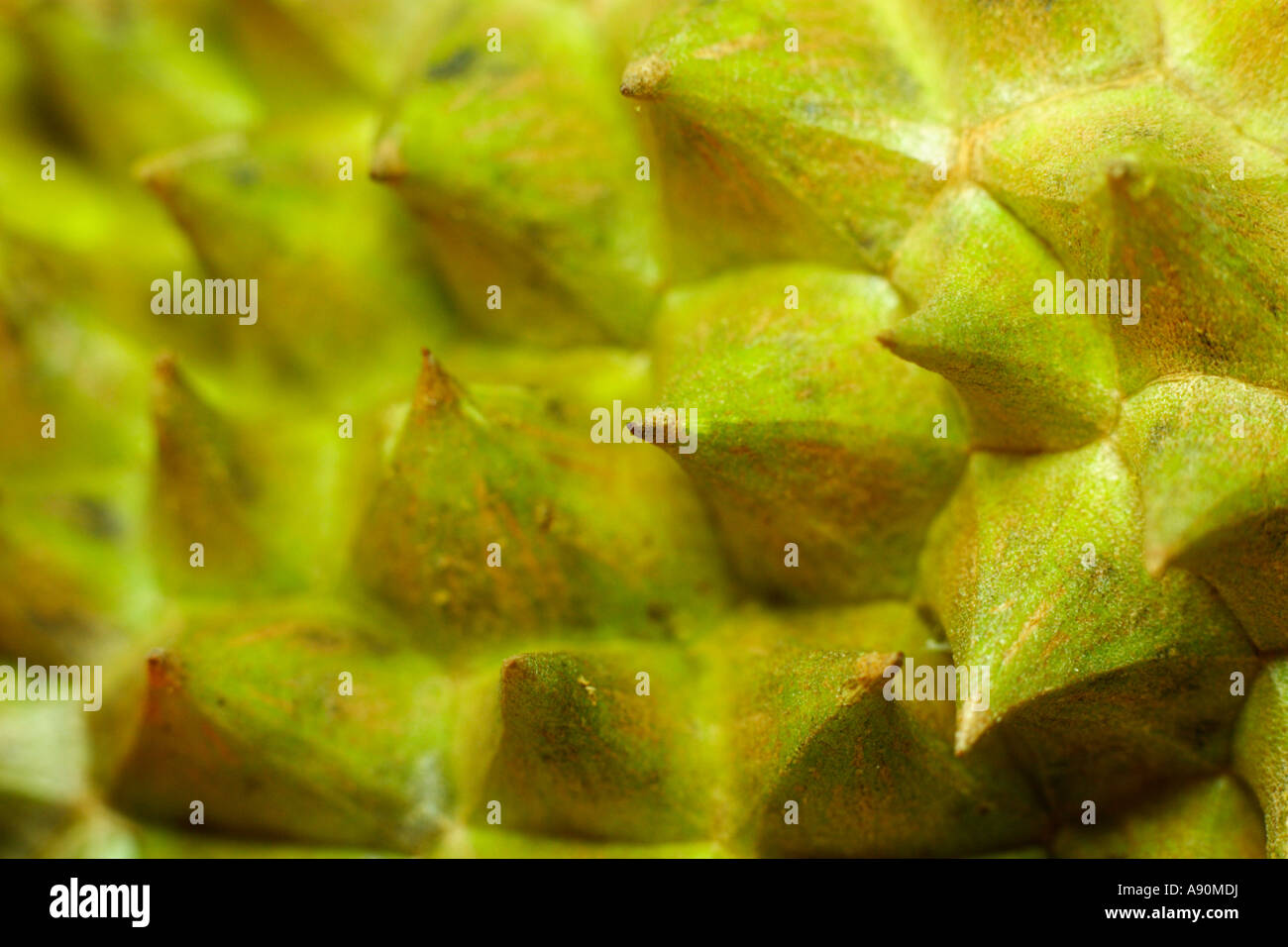 close up of durian fruit abstract like a thorny landscape Stock Photo ...