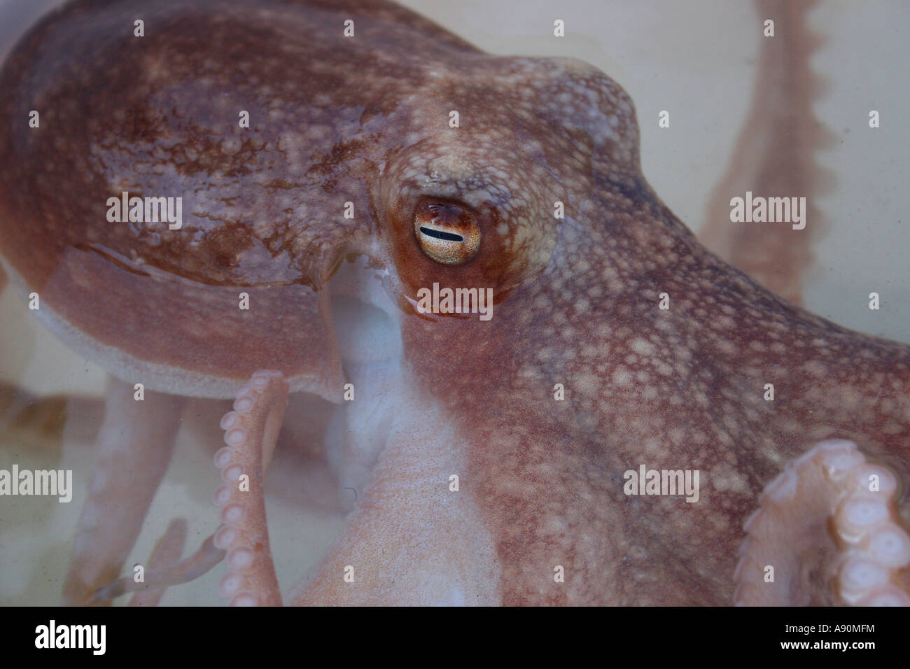 Octopus in Bucket Stock Photo - Alamy