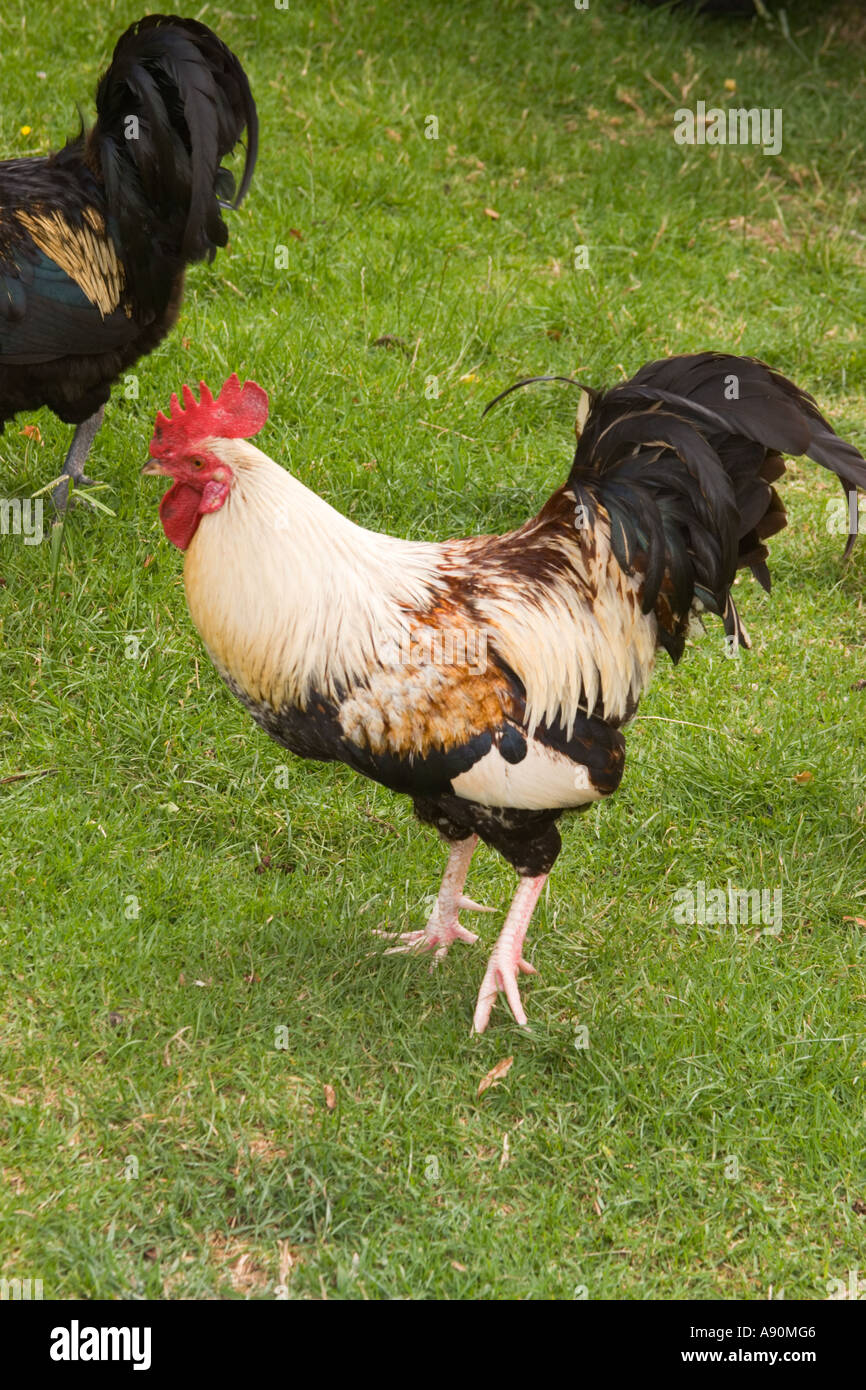 Brown shaver chicken hi-res stock photography and images - Alamy