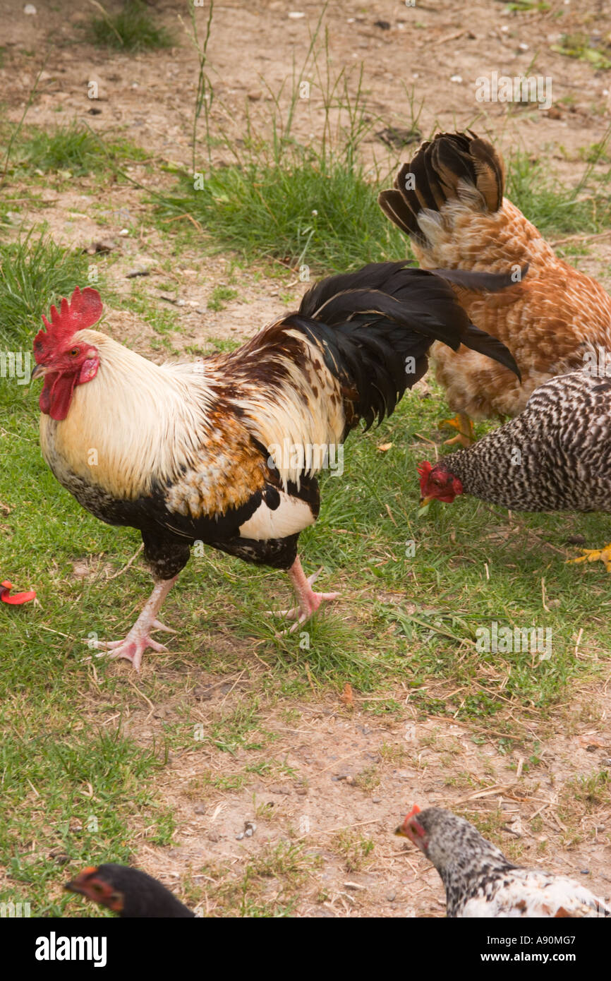 Brown shaver chicken hi-res stock photography and images - Alamy