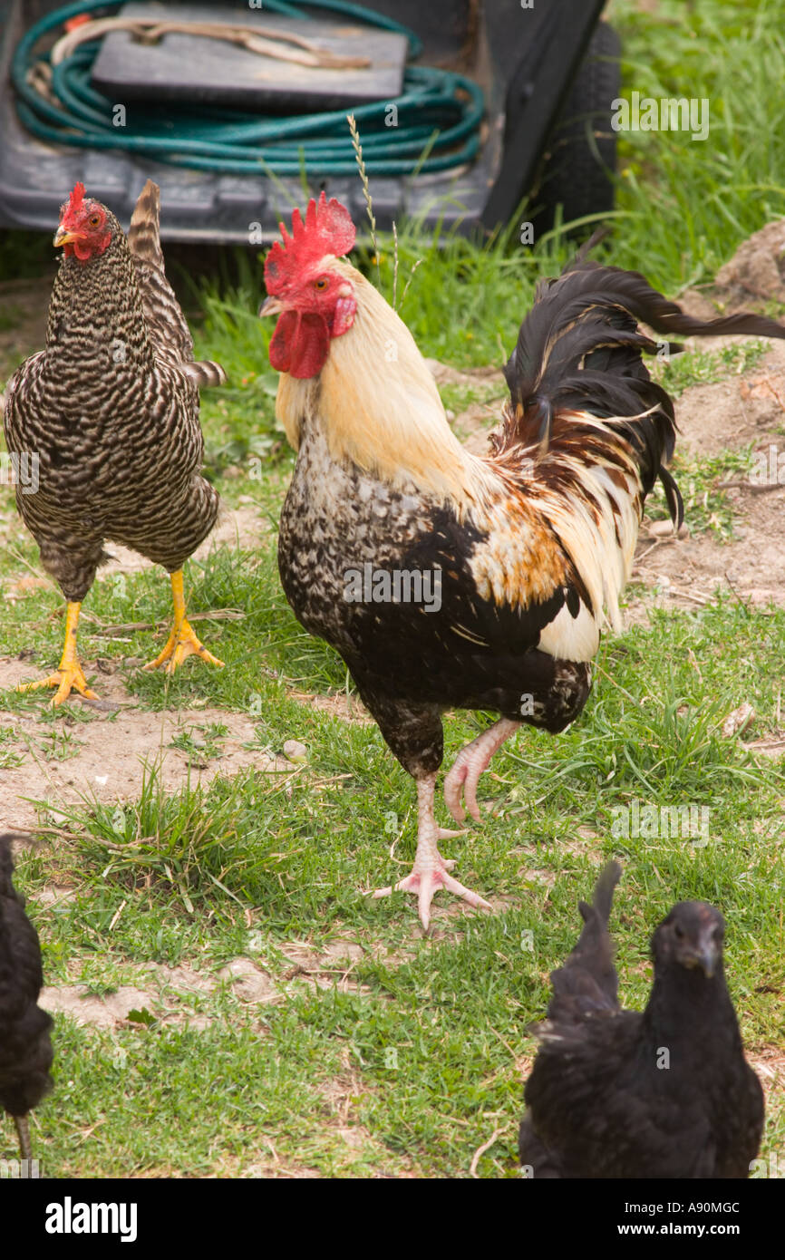 Brown shaver chicken hi-res stock photography and images - Alamy