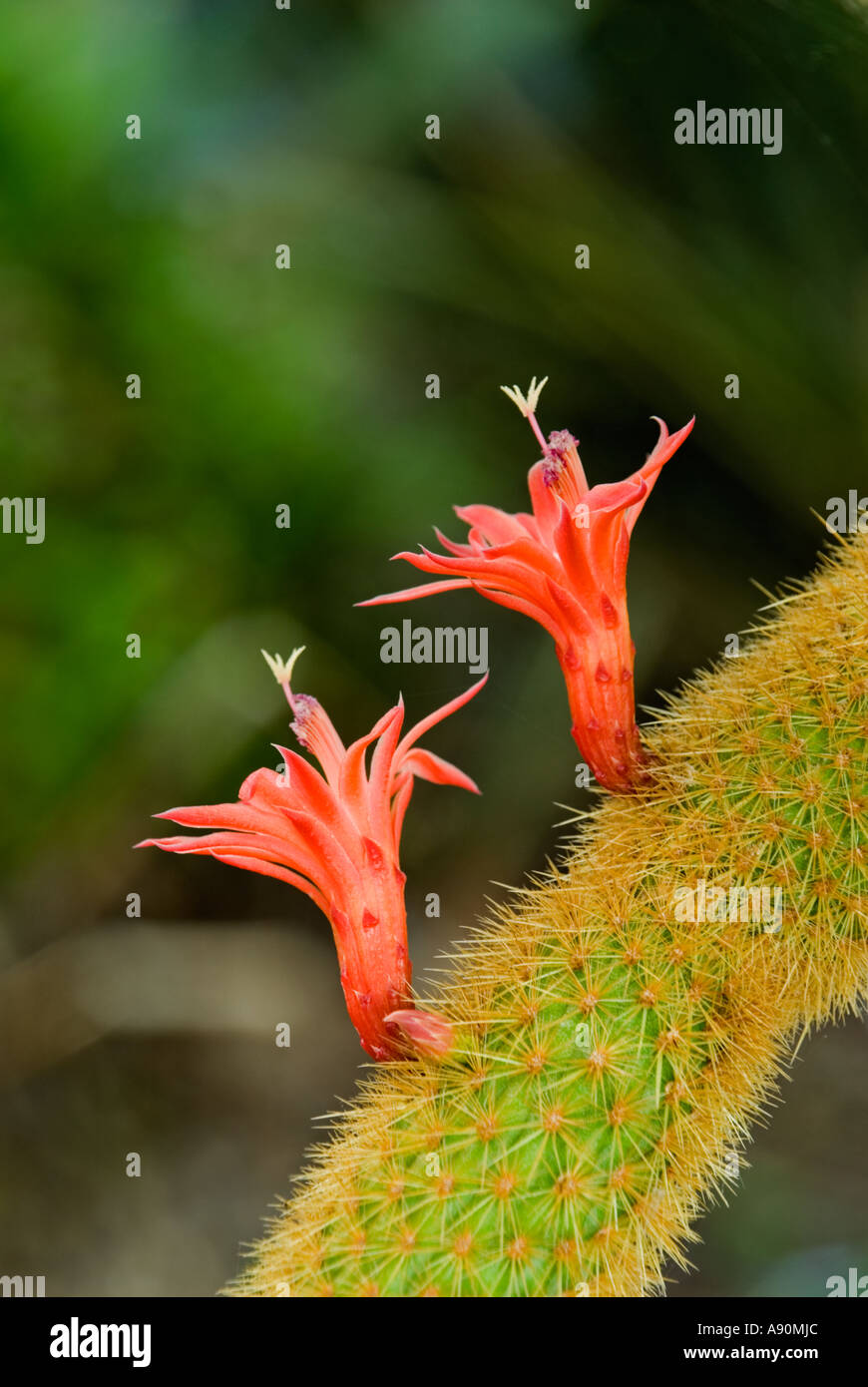 Cleistocactus cactus hi-res stock photography and images - Alamy