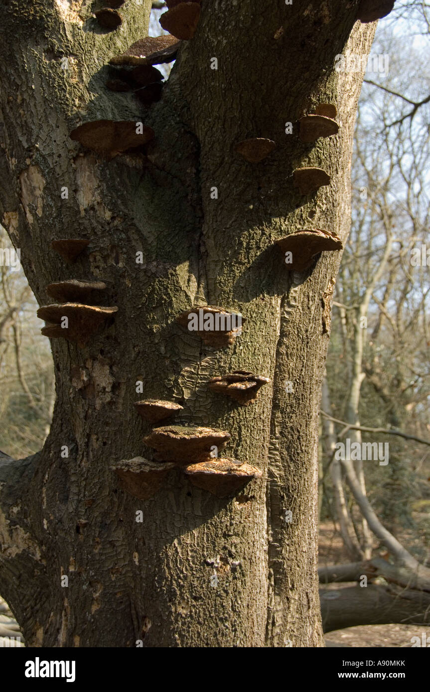 funghi growing on treetrunk in a forest Stock Photo - Alamy