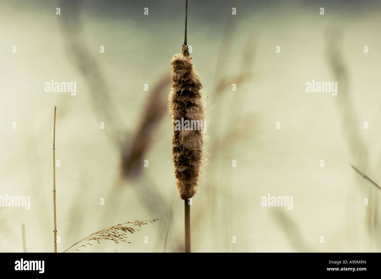 Wetland seed head hi-res stock photography and images - Alamy