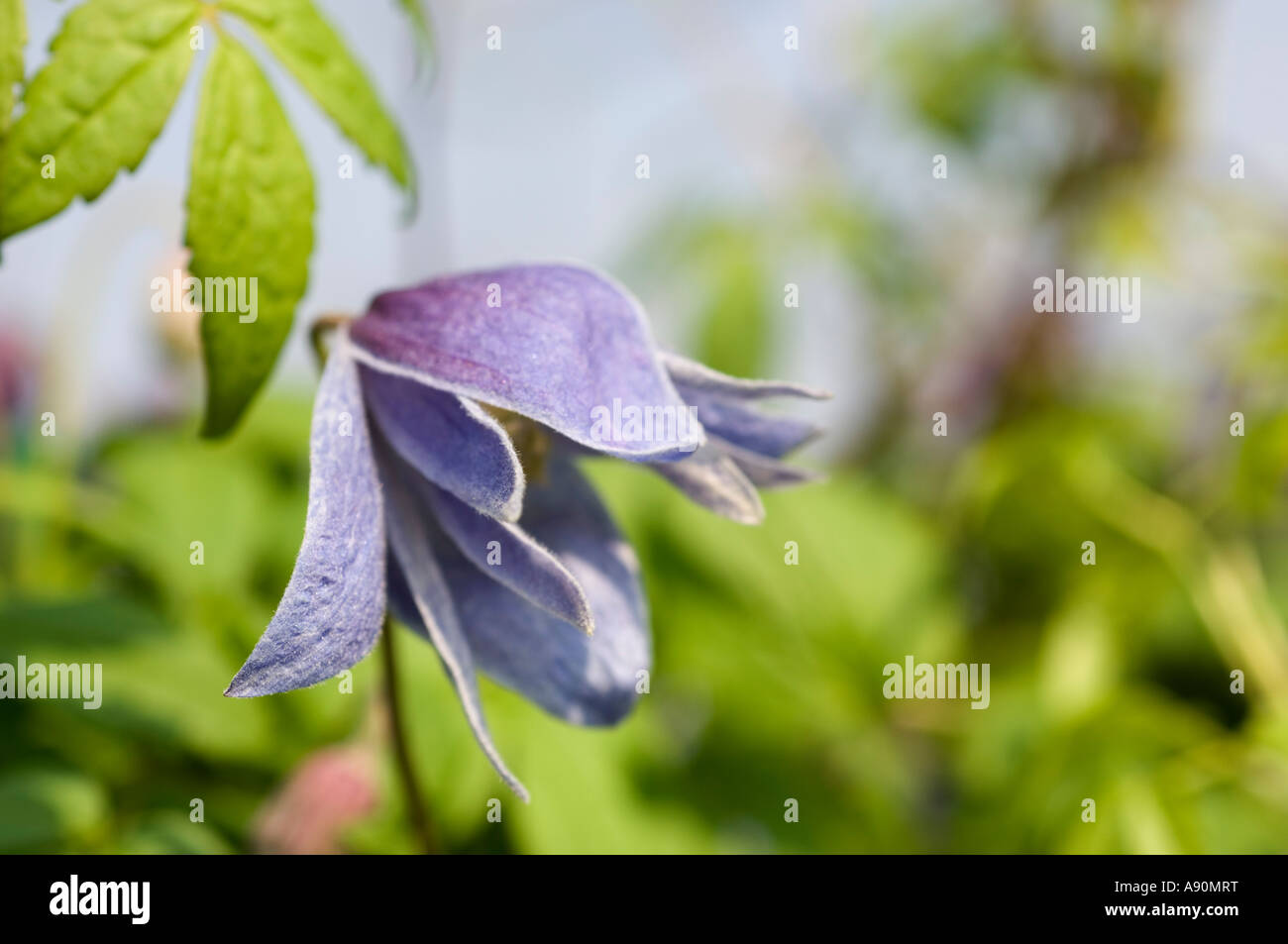 Clematis flower closeup Stock Photo - Alamy
