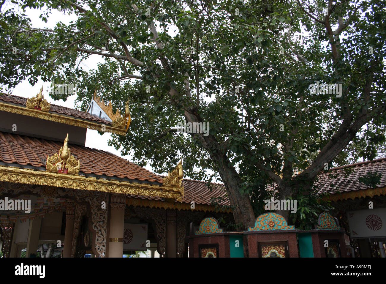 bodhi tree at a Buddhist temple in Malaysia Stock Photo - Alamy