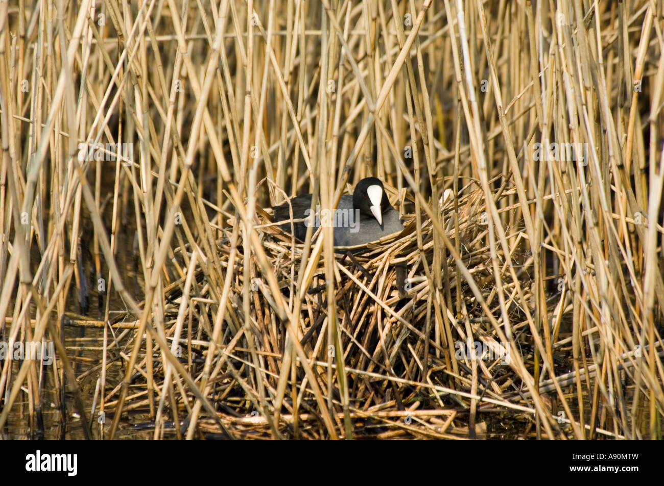 Coot nesting in reed bed Stock Photo - Alamy
