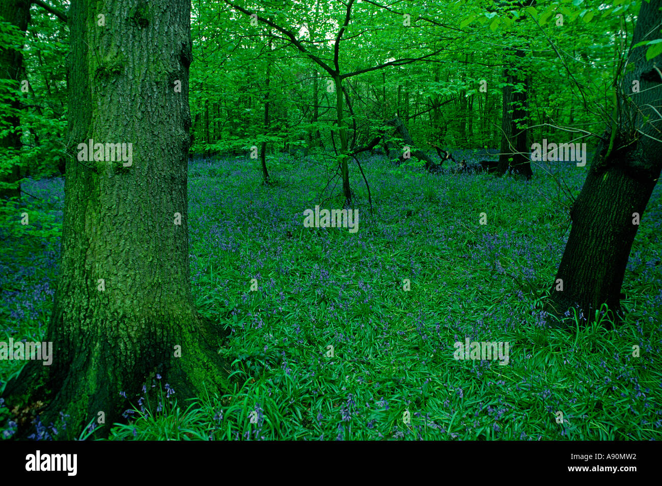 Oxleas wood hi-res stock photography and images - Alamy