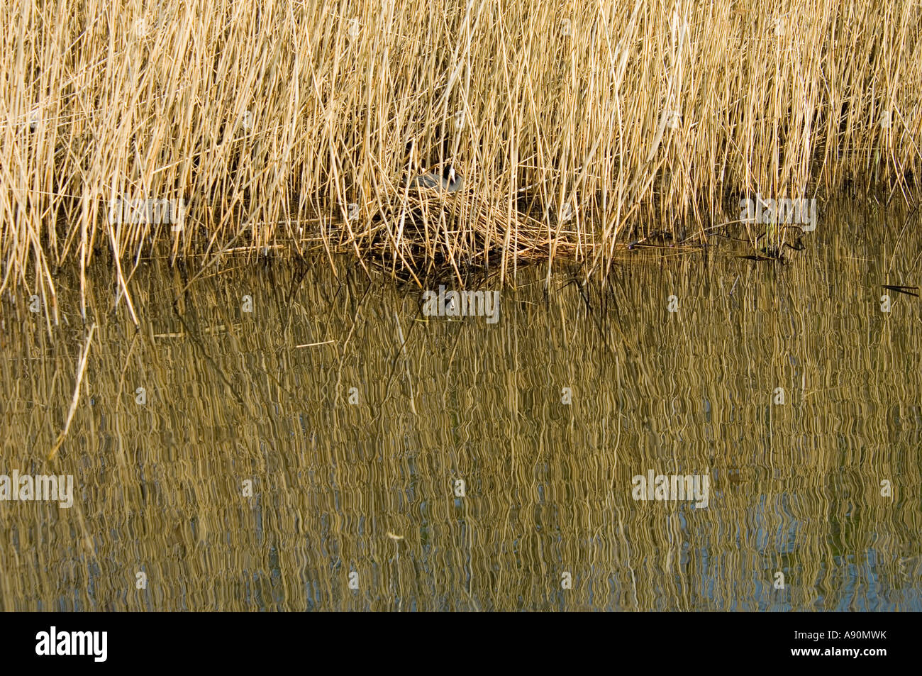 Coot nesting in reed bed Stock Photo - Alamy