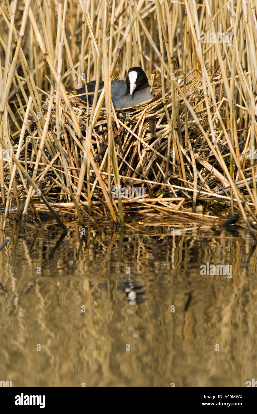 Coot nesting in reed bed Stock Photo - Alamy