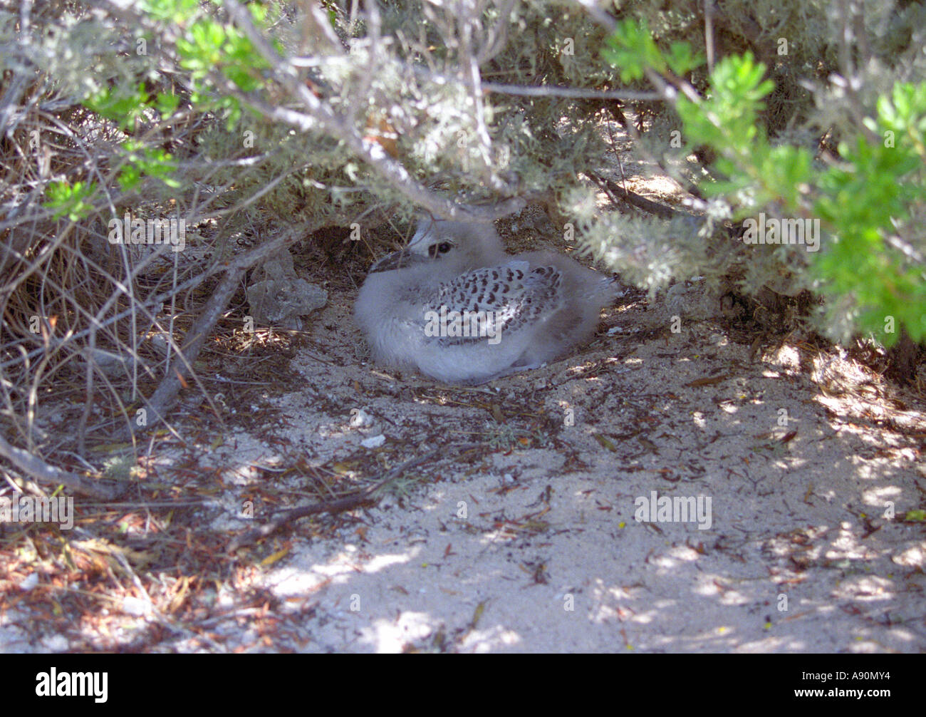 Nosy ve hi-res stock photography and images - Alamy