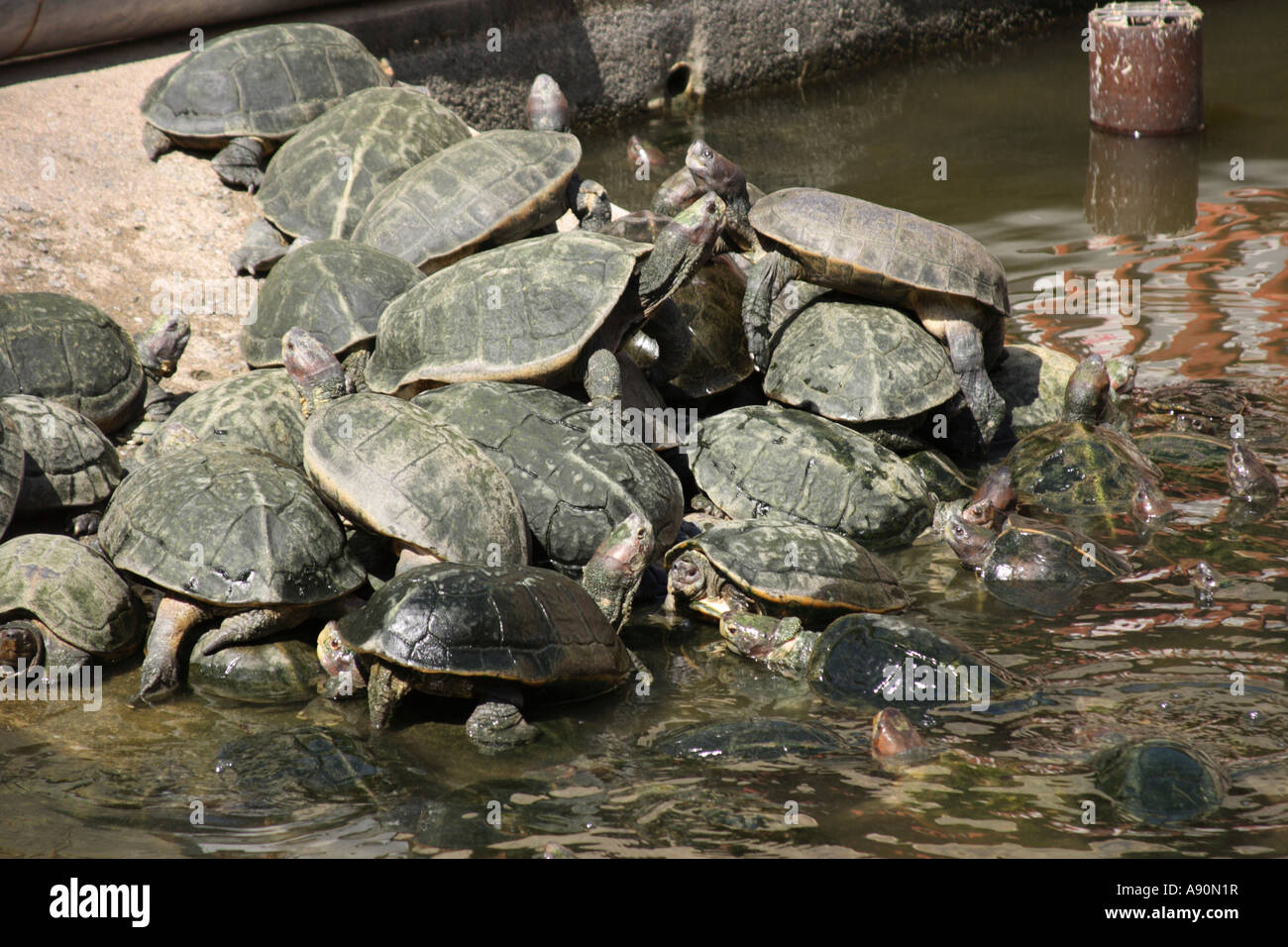 turtles symbol of longevity, endurance and strength Stock Photo - Alamy
