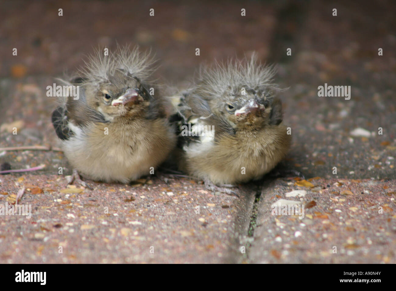 Little Chaffinch Chicks Stock Photo - Alamy