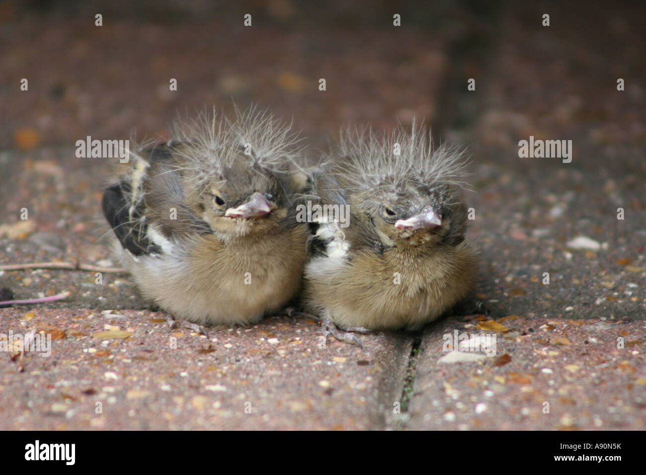 2 Chaffinch Chicks on Paving Stock Photo - Alamy