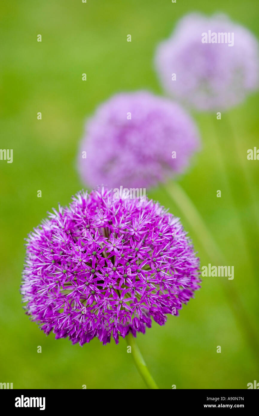Three alliums hi-res stock photography and images - Alamy