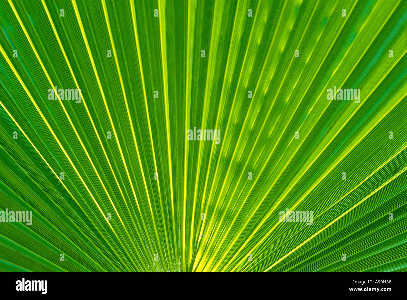 palm tree leaf Stock Photo - Alamy