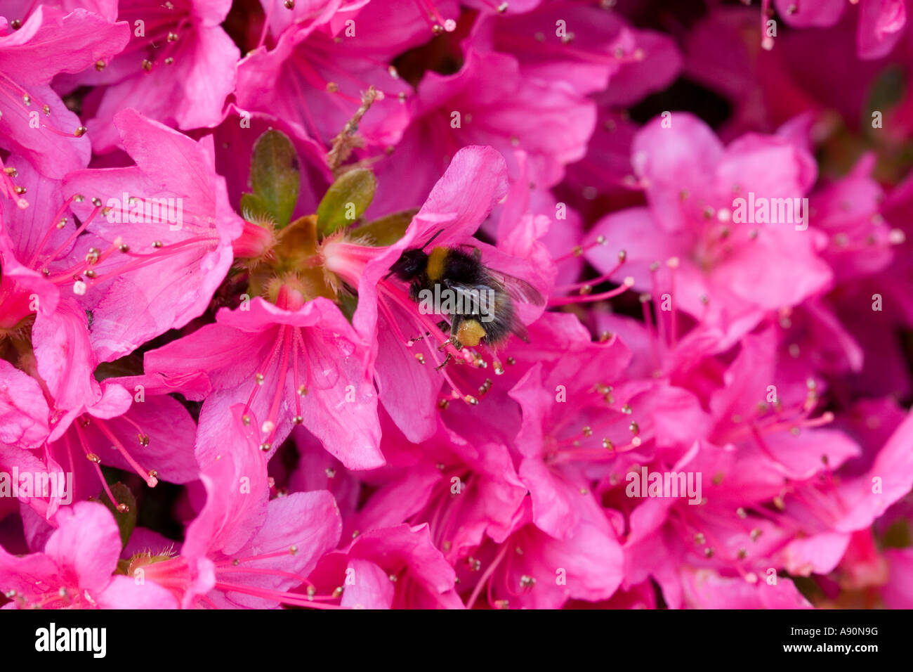 Pink Azalea and Bee Stock Photo - Alamy