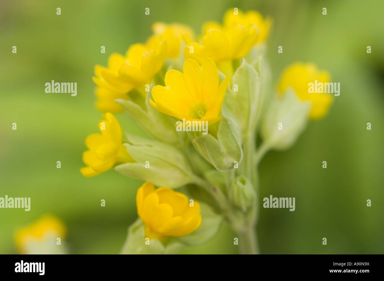 Yellow Primula flowers closeup Stock Photo - Alamy