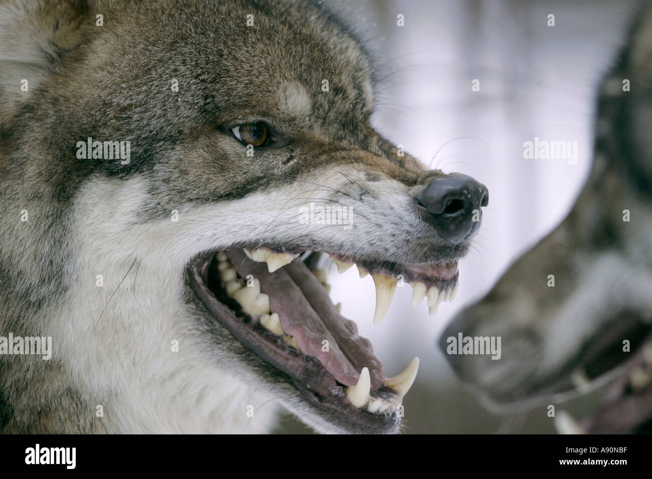 Snarling wolf hi-res stock photography and images - Alamy