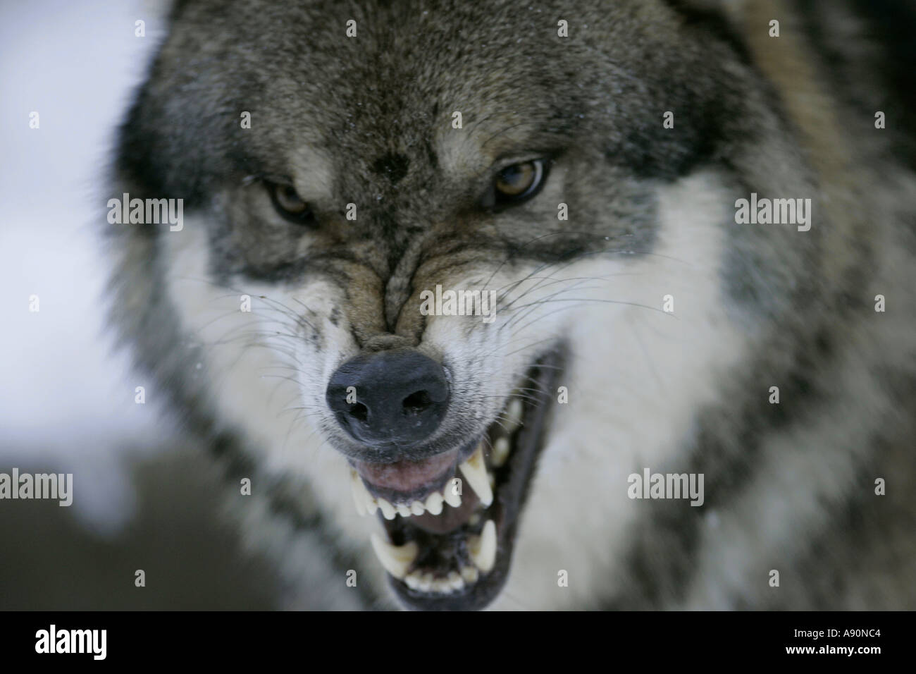 Weapons Grade Wolf Teeth Club