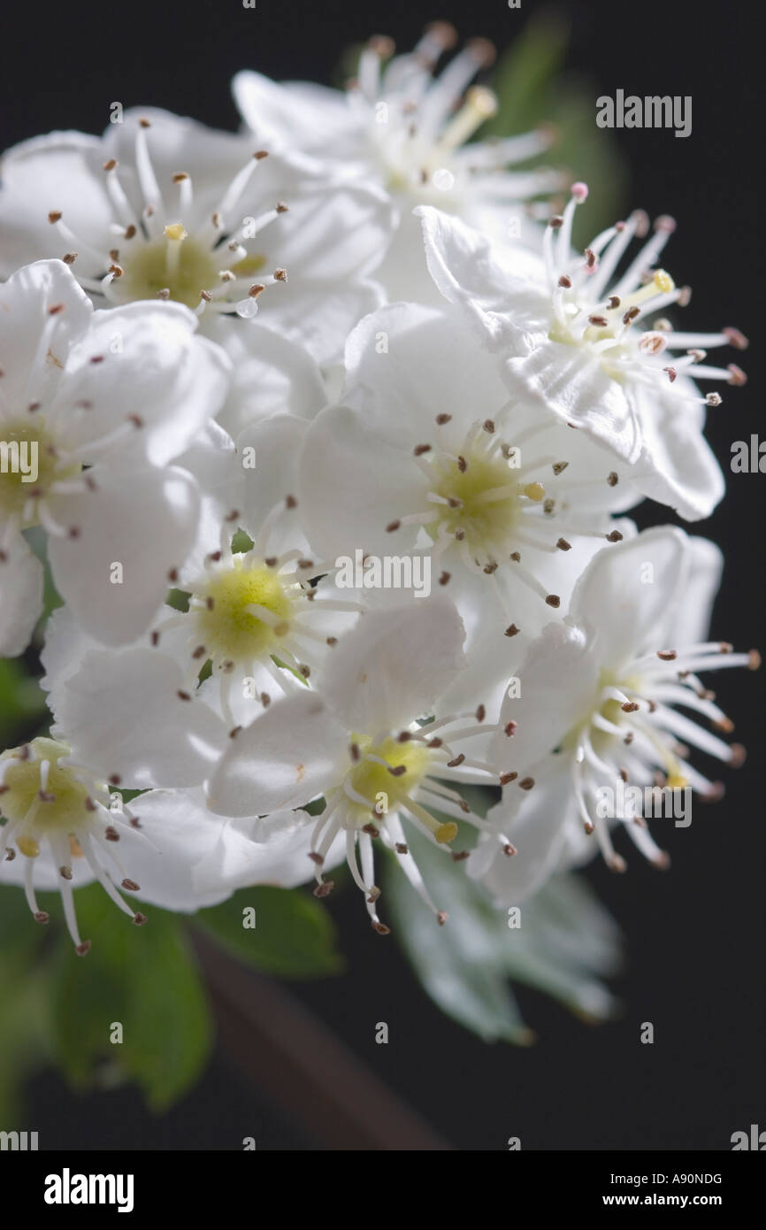 Detailed close up hawthorn hi-res stock photography and images - Alamy