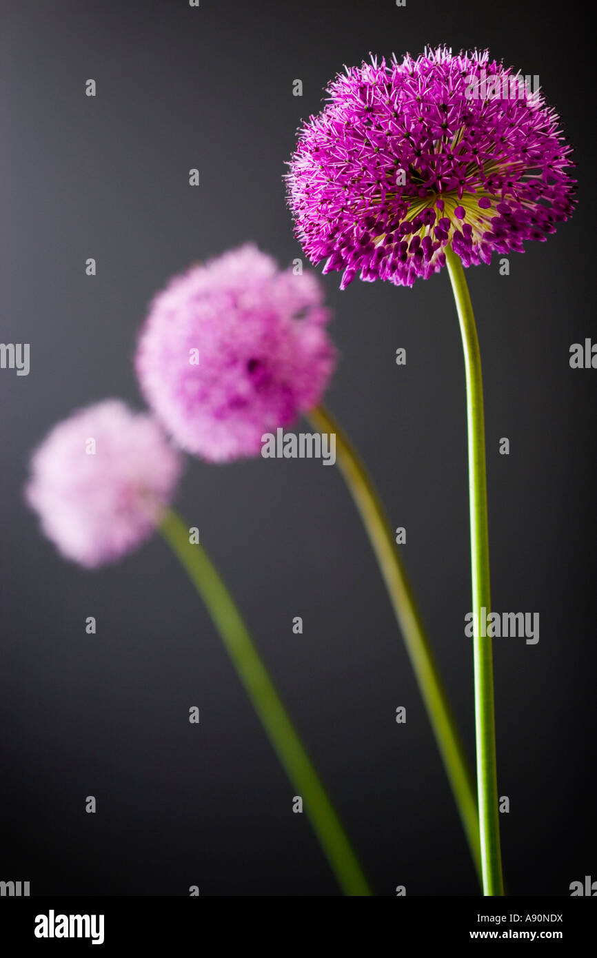 Alliums dark background hi-res stock photography and images - Alamy