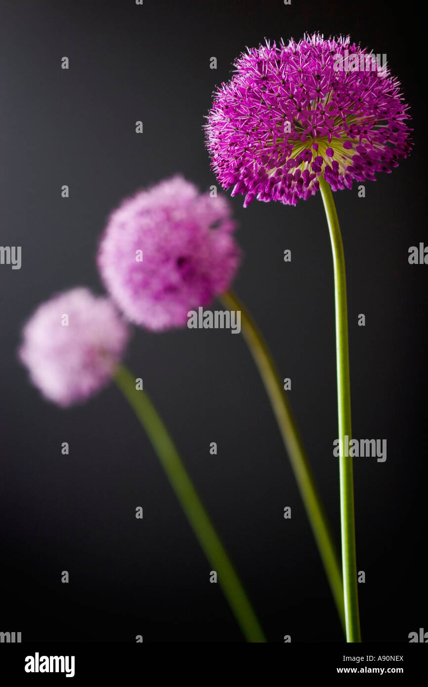 Alliums dark background hi-res stock photography and images - Alamy