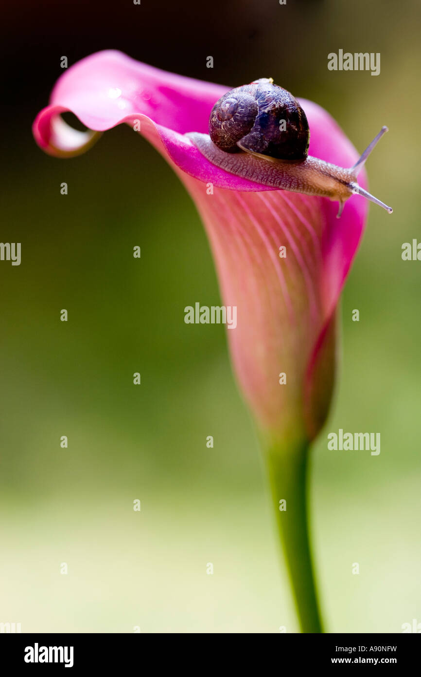 Lily pest hi-res stock photography and images - Alamy